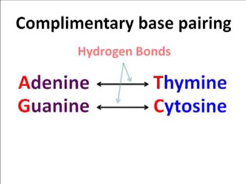 What Is The Definition Of Polynucleotide In Science