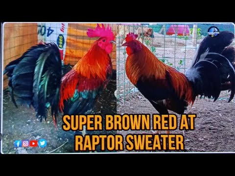 SUPER BROWN RED AT RAPTOR SWEATER MATERIALES NI JTPGAMEFARM ANG ANGAS ...