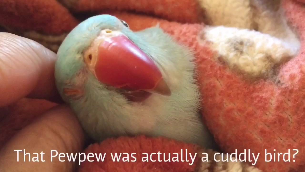 Bluffing Stage - YouTube