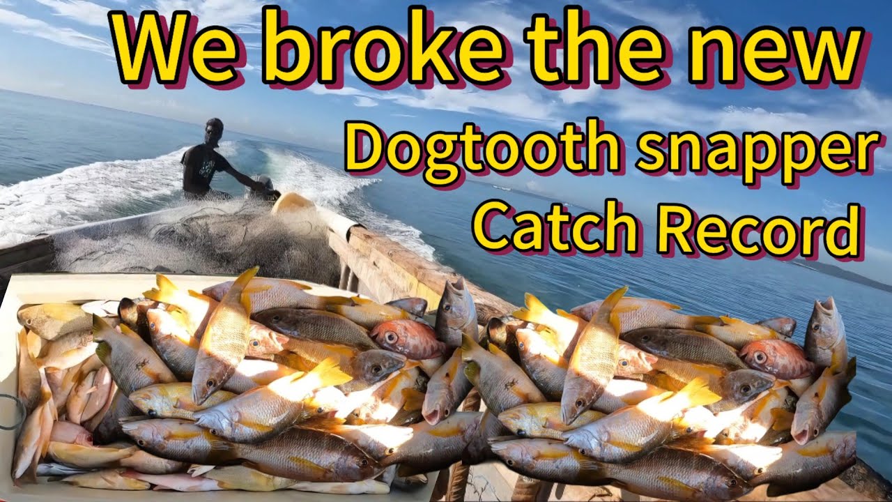 🇯🇲Dogtooth Snapper Massacre /Netfishing in shallow water for big fish ...