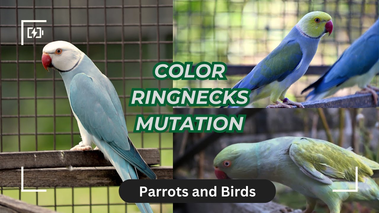 Ringneck parrots mutations || colored ringneck parrots || parrots ...