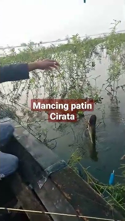 Mancing Liar Dapat Patin || Waduk Cirata - YouTube