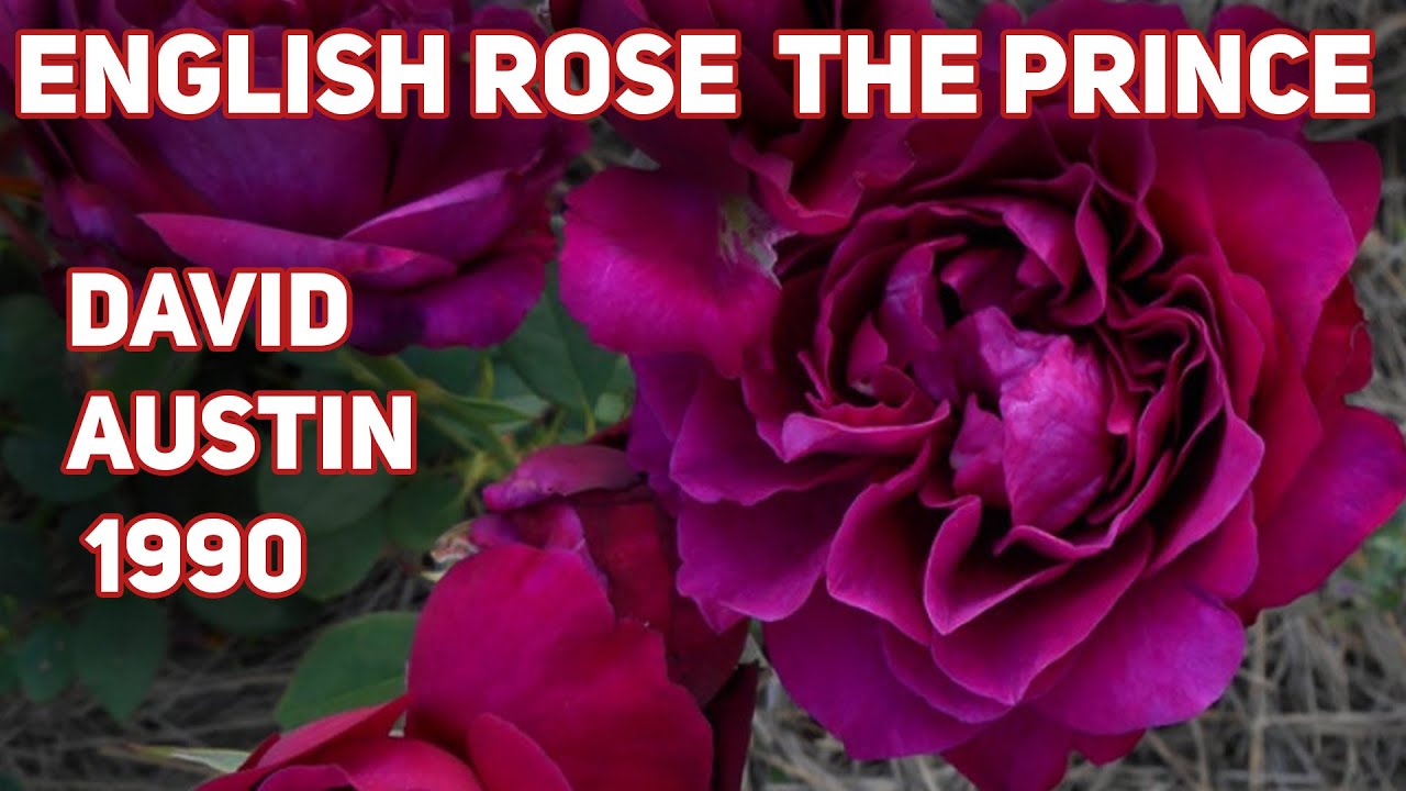 Rosa The Prince, David Austin, 1990. An exceptionally beautiful rose ...