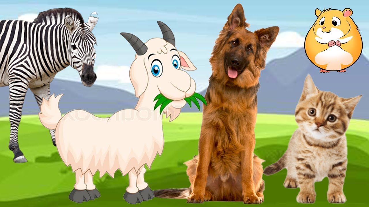 Lovely animals, the activities of familiar animals: Panda, Chipmunk ...