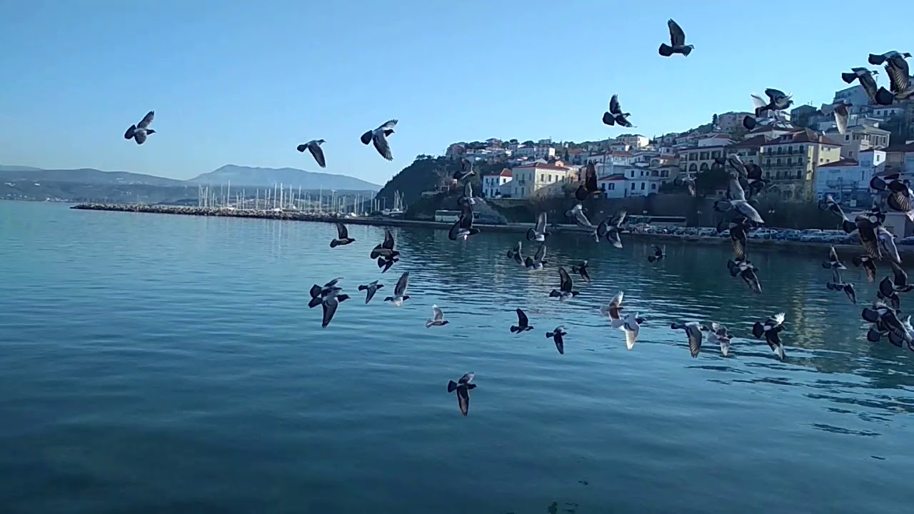 Ο Μάκης γητευτής των περιστεριών - YouTube