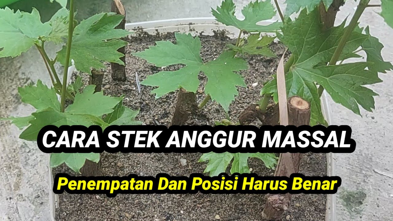 Cara Stek Anggur Massal agar Cepat Tumbuh dan Akarnya Panjang - YouTube