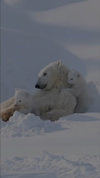 Polar Bears:Arctic Giants of Ice and Power!🐾 ️#shorts #animalfacts # ...