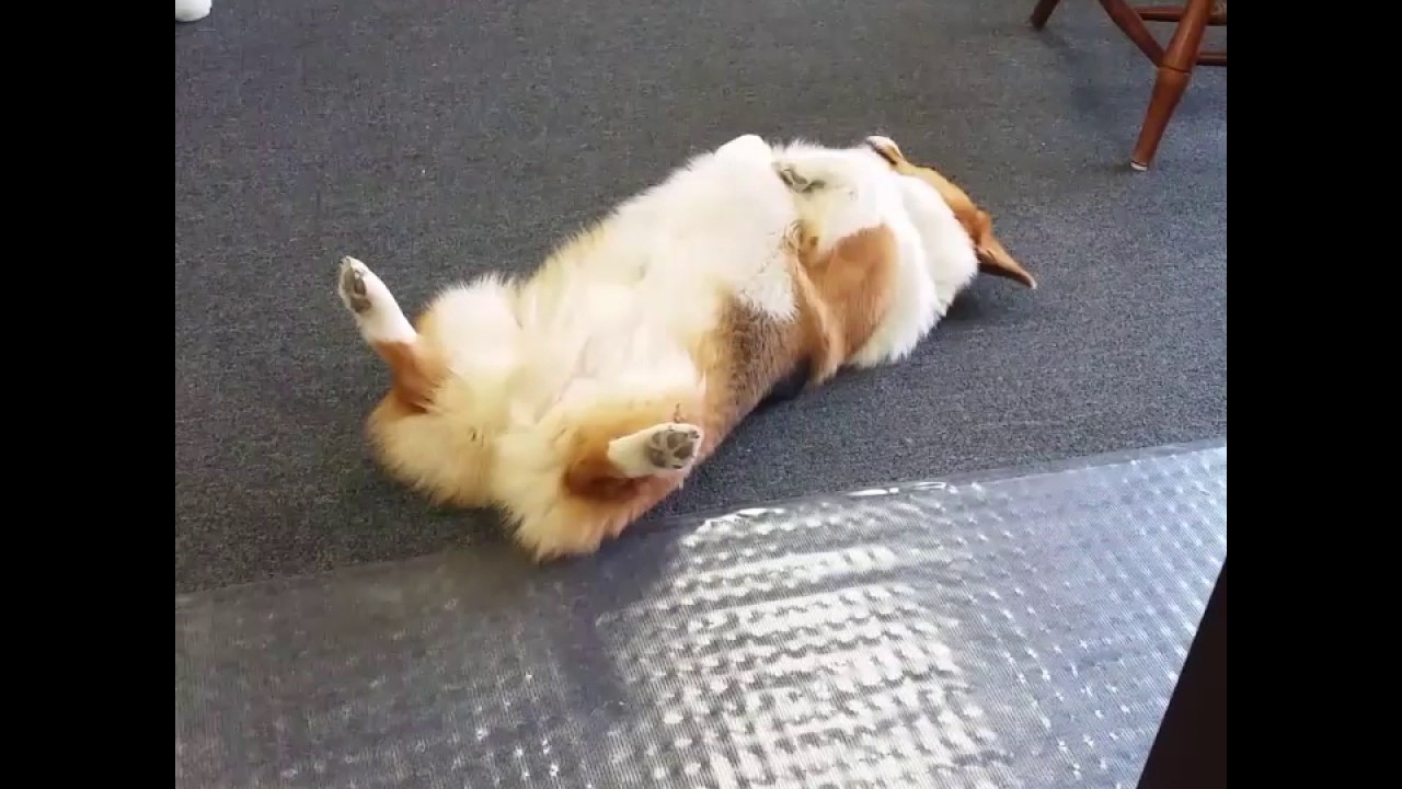 Corgi roll! - YouTube