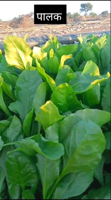 पालक//पालक भाजी//पालक के पत्ते//पालक की खेती//palak @Khetkhalihaan14 # ...