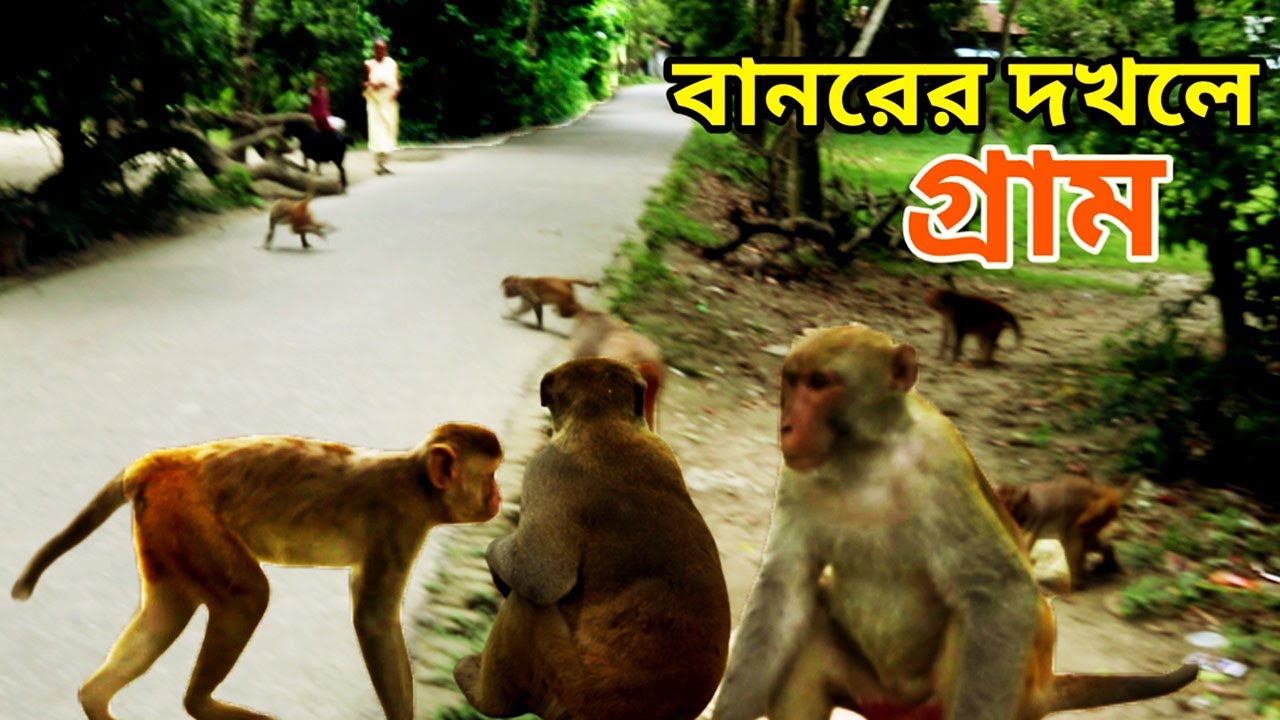 নরসিংদী মনোহরদী রামপুর গ্রাম বানরের দখলে || monkey || monkey kingdom ...