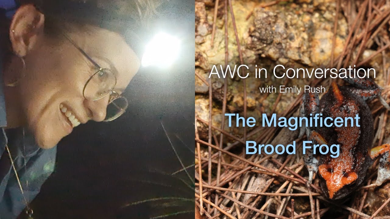 AWC in Conversation with Emily Rush: Studying the Magnificent Brood ...