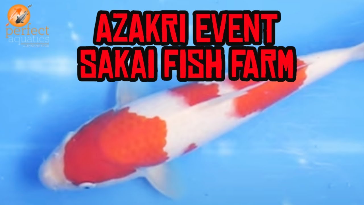 Perfect Aquatics Sakai Fish Farm Azakari Event - YouTube