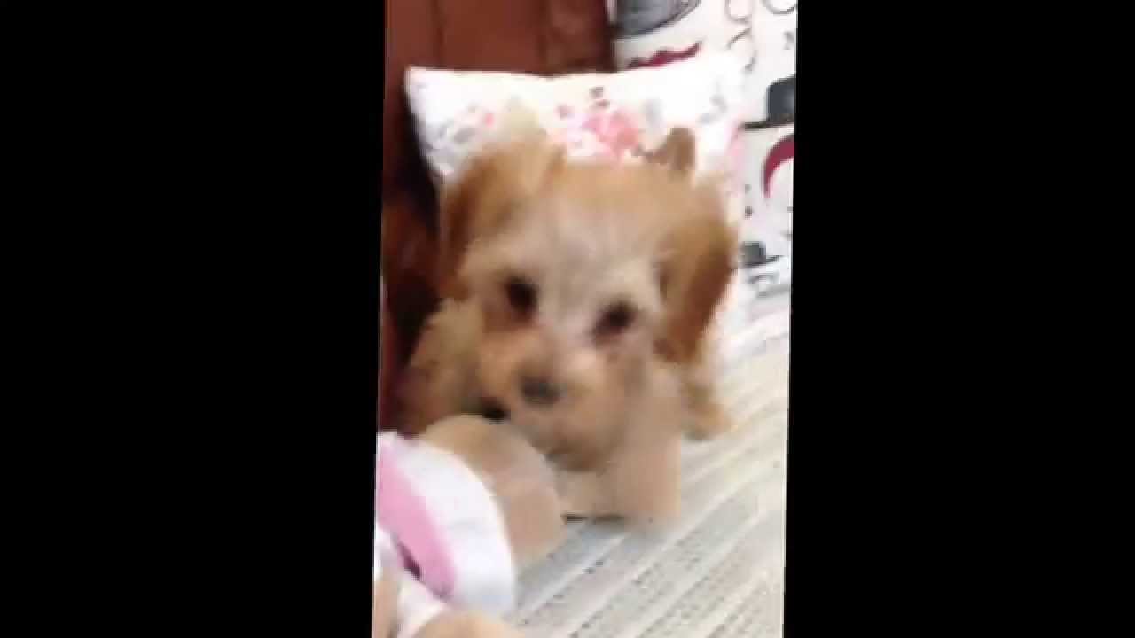 Coco the cavapoo 10 weeks old thinks she's Spider-Man ... - YouTube