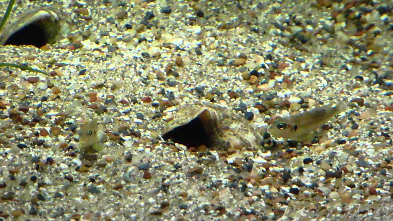 2015 11 21 L ocellatus 40 Breeder - YouTube