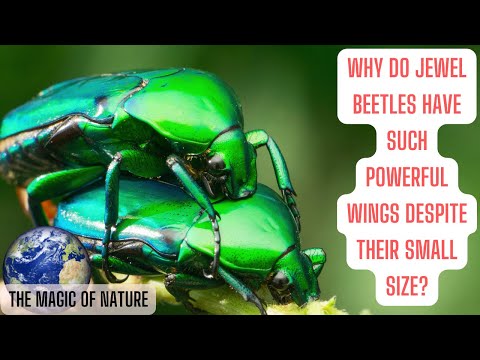 How Many Wings Do Dung Beetles Have