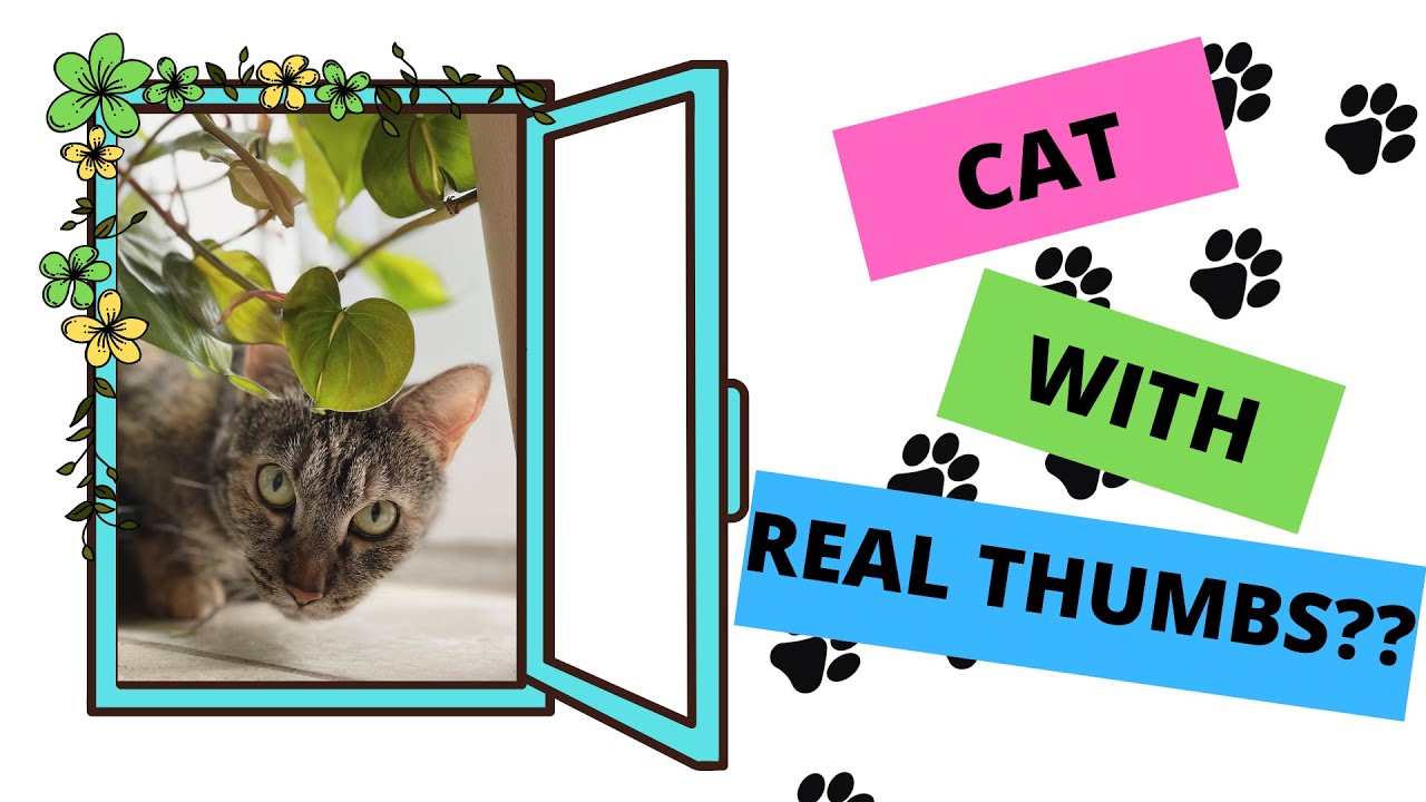 CATS WITH EXTRA TOES: A Brief History of Polydactyl Hemingway Cats ...