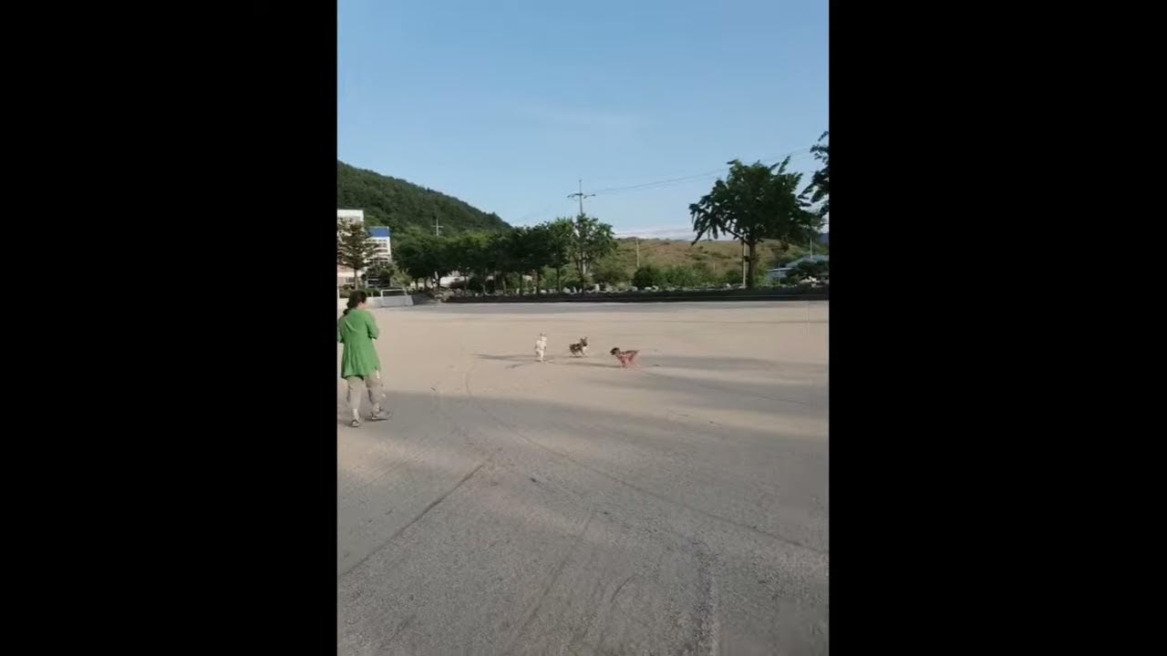 엄마랑 다섯 강아지 오둥이 산책 시키기 달려라 달려 Youtube