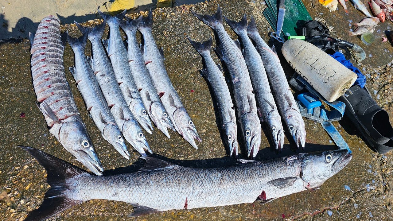 Catching GIANT Barracuda in Jamaica 🇯🇲 - YouTube