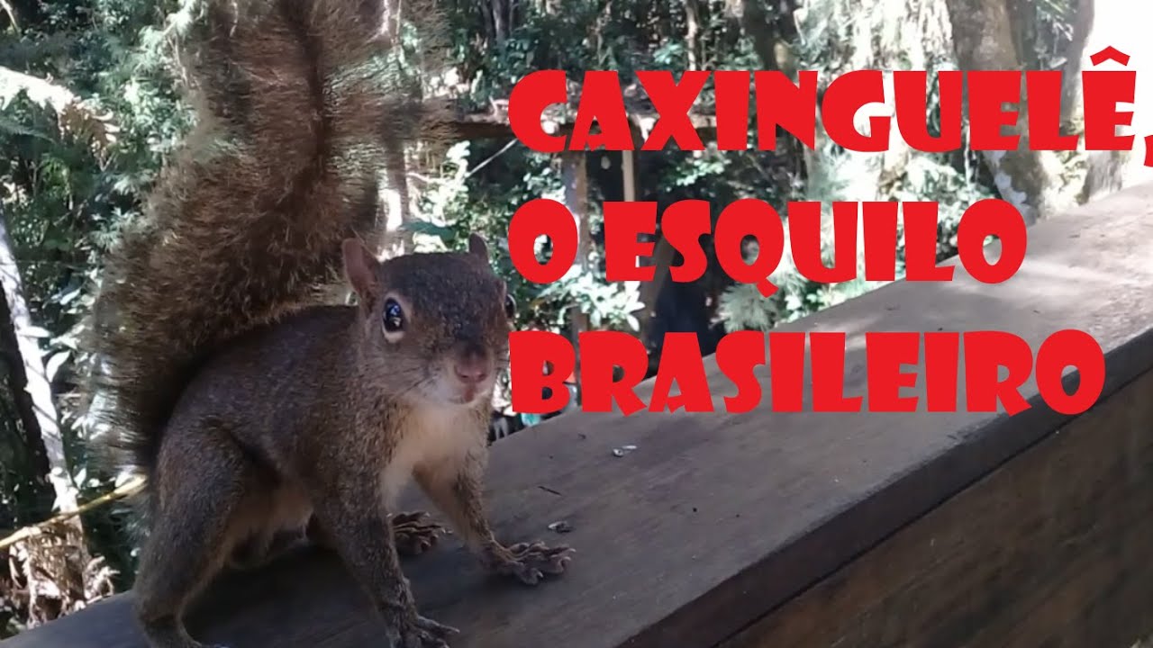 Caxinguelê | Serelepe | Esquilo Brasileiro | Monte Verde - MG - YouTube