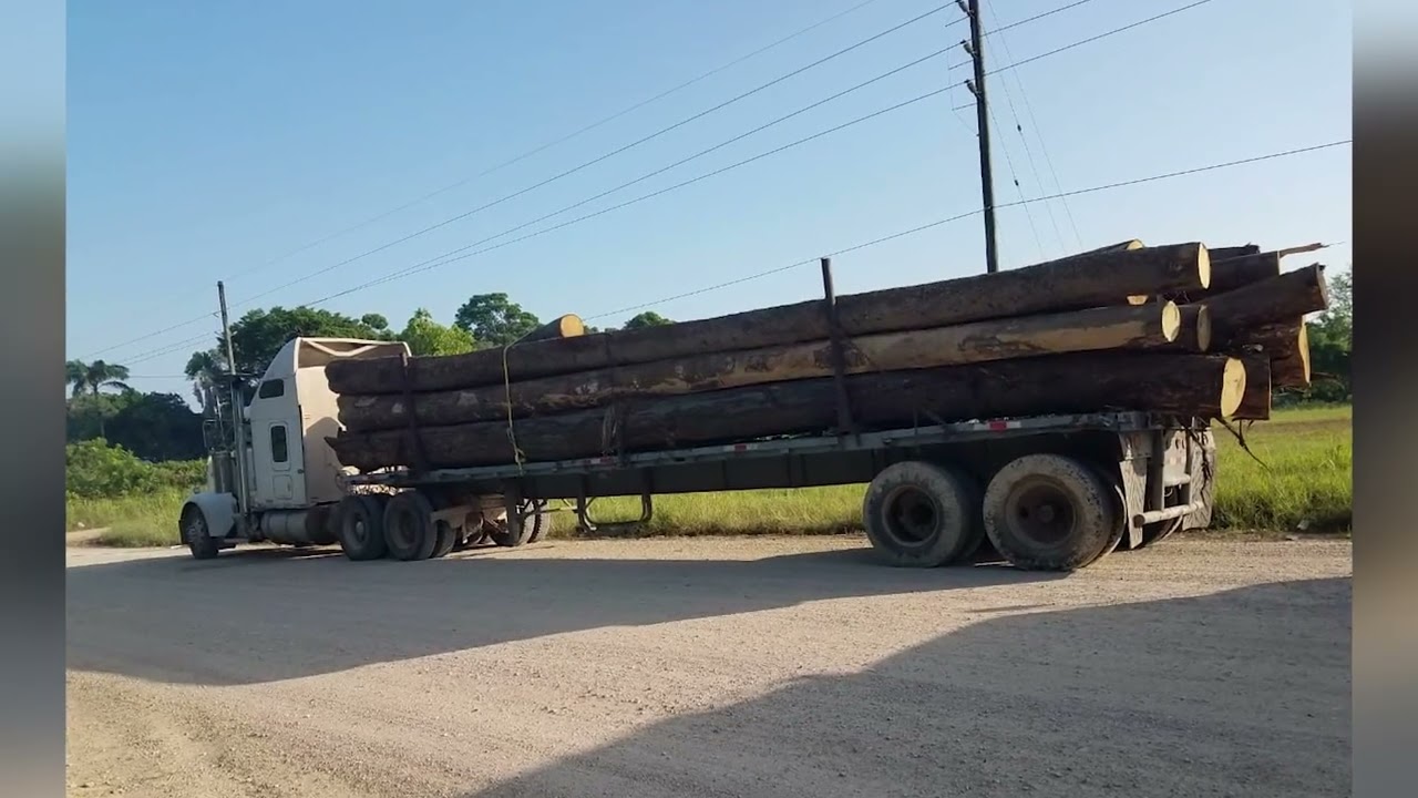 Unsustainable Logging Threatens Belize’s Forests - YouTube