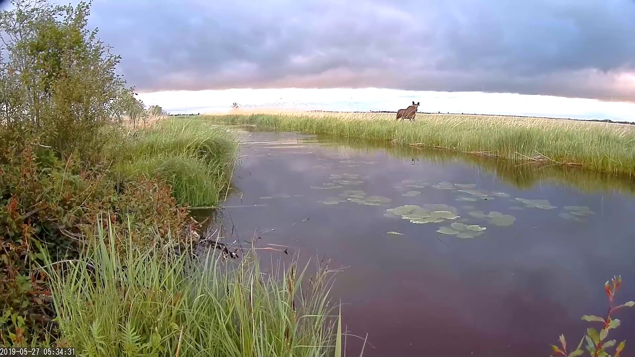 Beaver camera 2019 (Repositioned) - YouTube