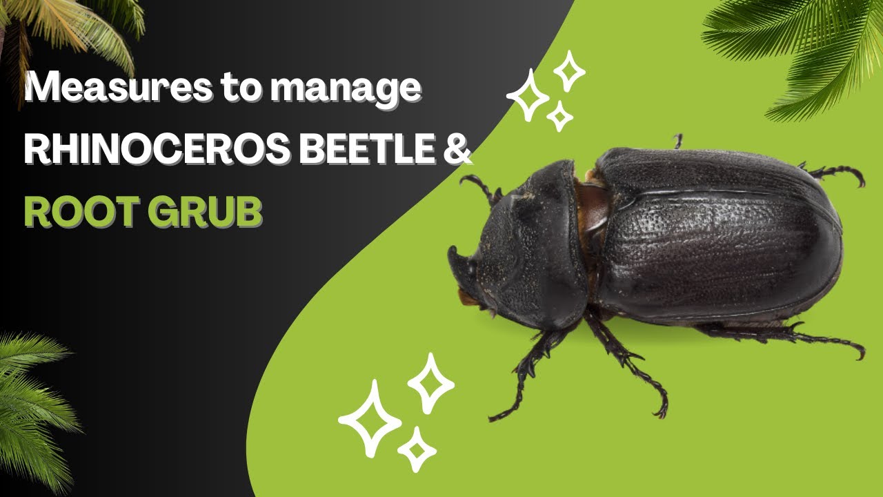 Measures to manage RHINOCEROS BEETLE & ROOT GRUB - 9148152790 - YouTube