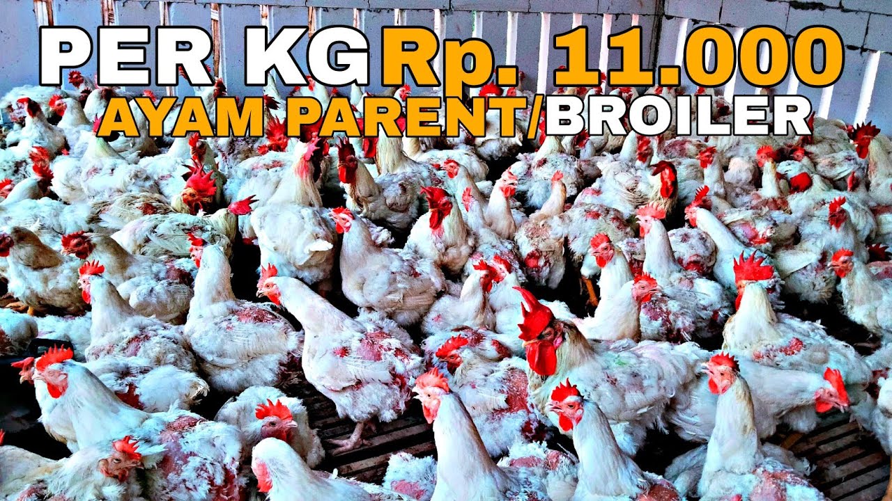 UPDATE LAGI HARGA AYAM PARENT STOCK BROILER 5 JUNI 2023 - YouTube