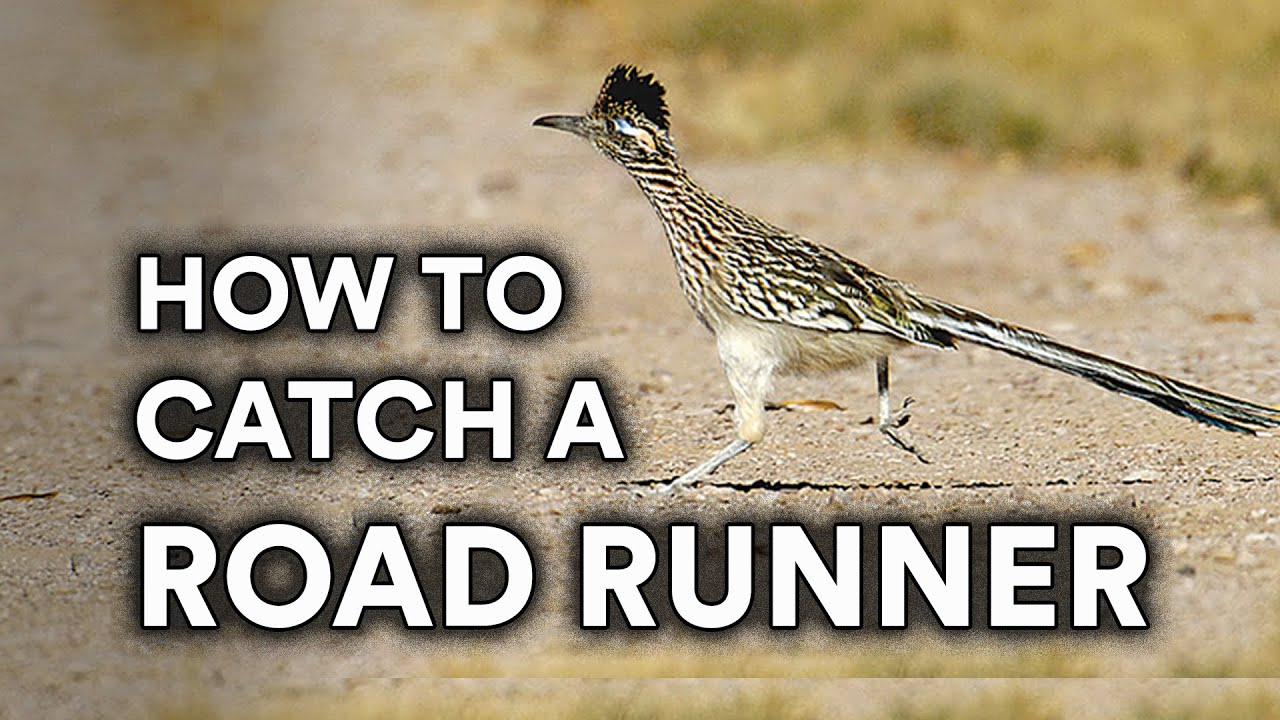 How to Catch a Road Runner - YouTube