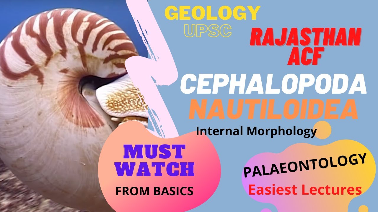 NAUTILOIDEA (CEPHALOPODS) Internal Morphology | Geology Optional for ...