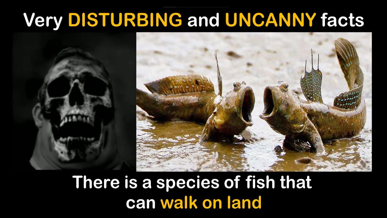 22 Very DISTURBING and UNCANNY facts | Mr incredible becoming uncanny ...