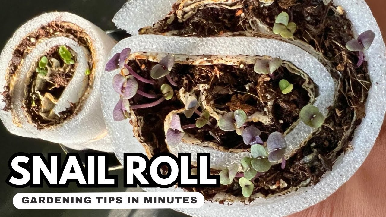 New Seed Starting Hack! Snail Roll Root Training Saves Space! Bonus ...