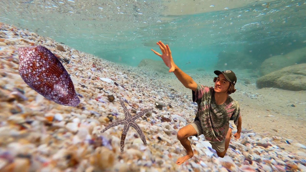 I Found a VERY DEADLY Seashell at the Beach Today Beach Combing! - YouTube