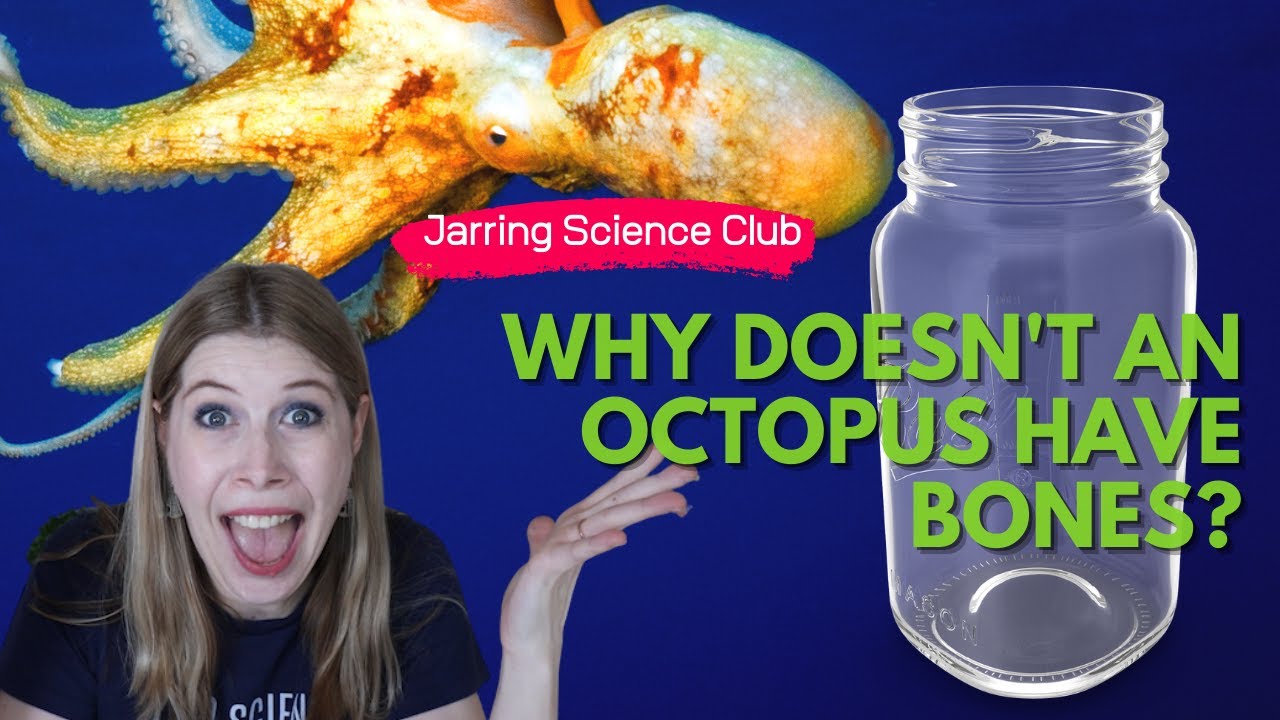 Why an Octopus Doesn't Have Bones- Octopus Science Experiment - YouTube