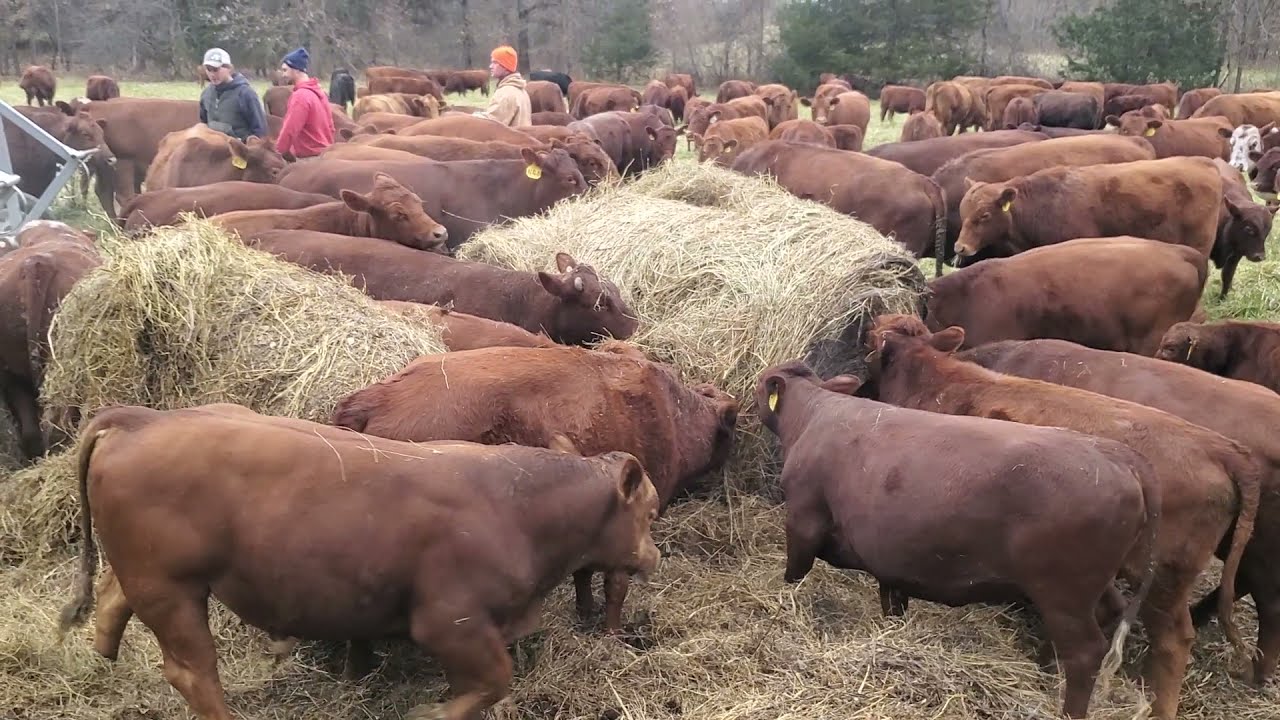 Cow mob healing ditch with large round bales. - YouTube