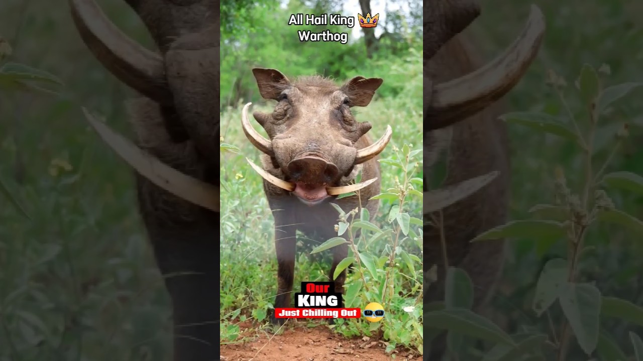 Warthog strange feeding habit #warthogs #kasongo #wildlife #animals ...