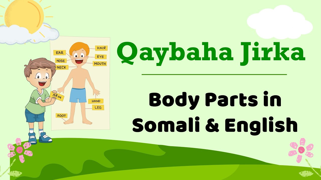 Qaybaha Jirka - Body Parts in Somali & English - YouTube