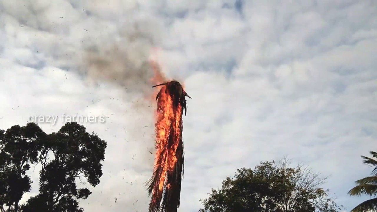 Thunder storms effect Coconut tree burning - YouTube
