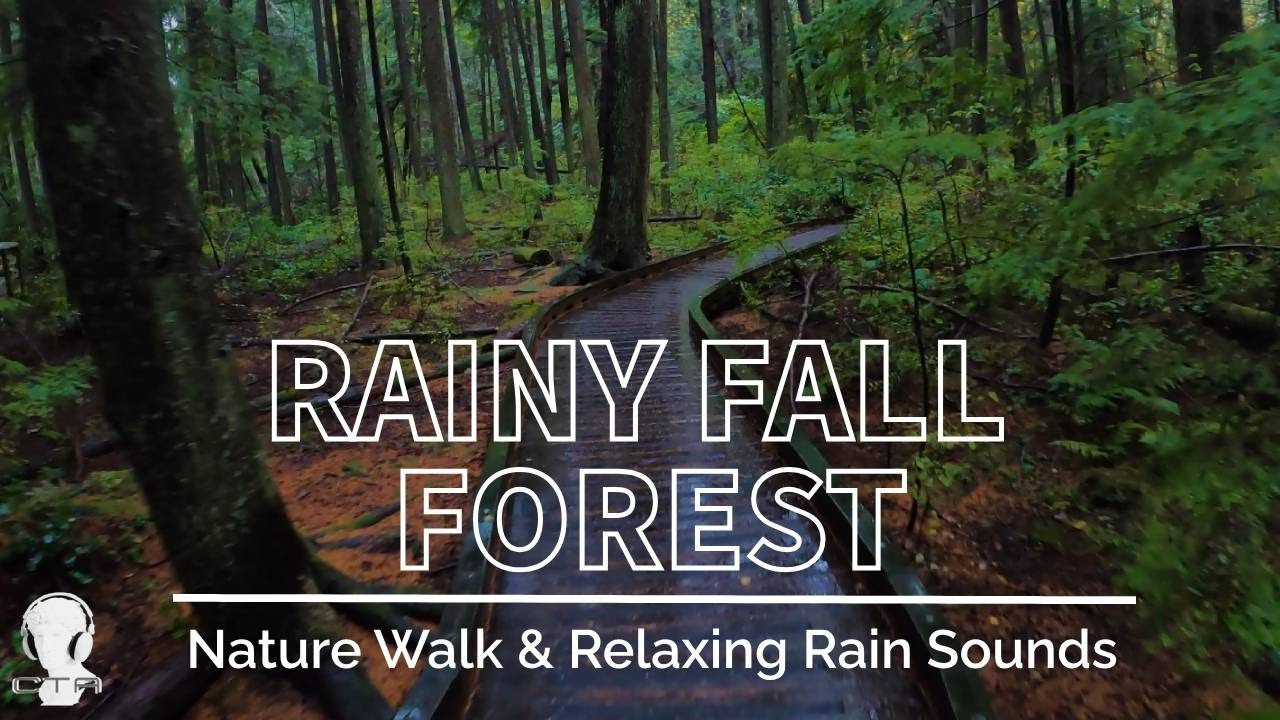 [4K] Relaxing Rain Walk through Woodland Bog - YouTube