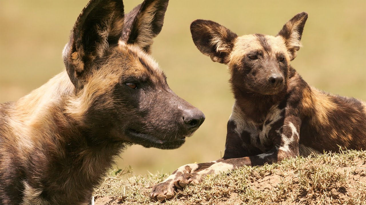 African Wild Dogs Up Close | Zimbabwe | Robert E Fuller - YouTube