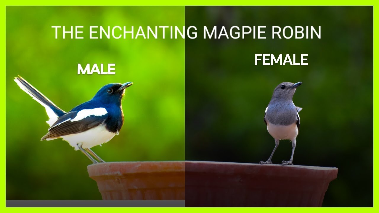 MAGPIE ROBIN | How to identify MAGPIE ROBIN bird | Magpie robin bird ...