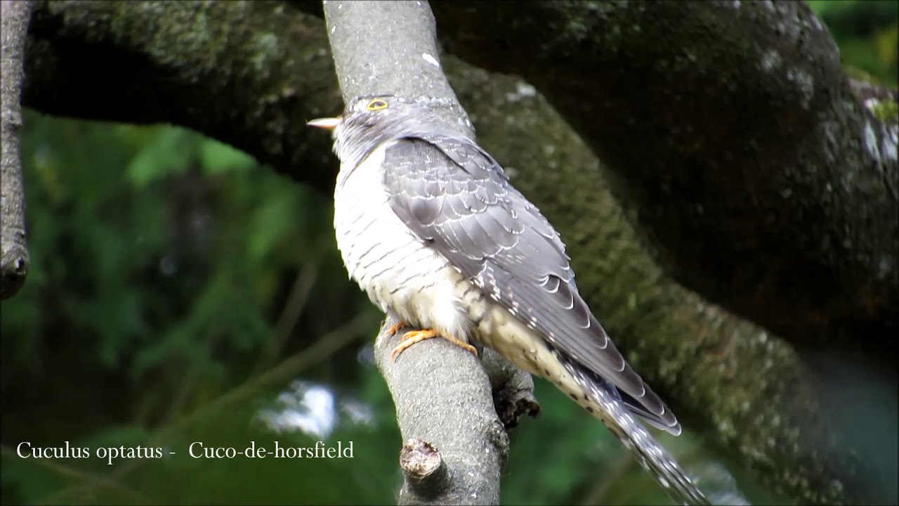 Cuco de horsfield - Cuculus optatus - YouTube