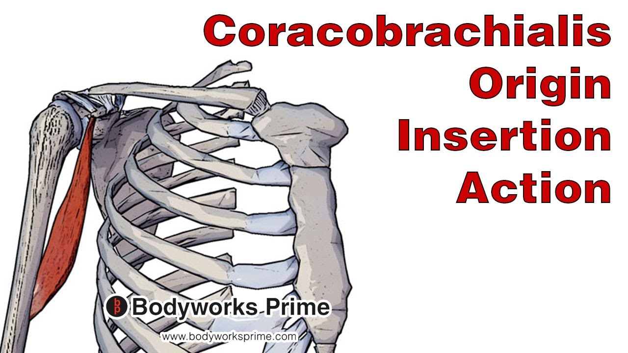 Coracobrachialis Origin And Insertion