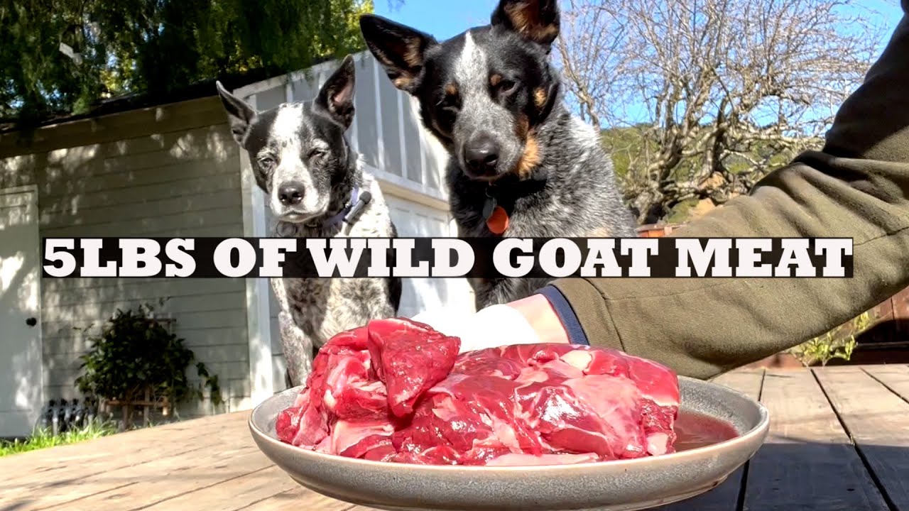 Australian Cattle Dogs Eat 5lbs of Wild Goat Meat - BARF Diet - ASMR ...