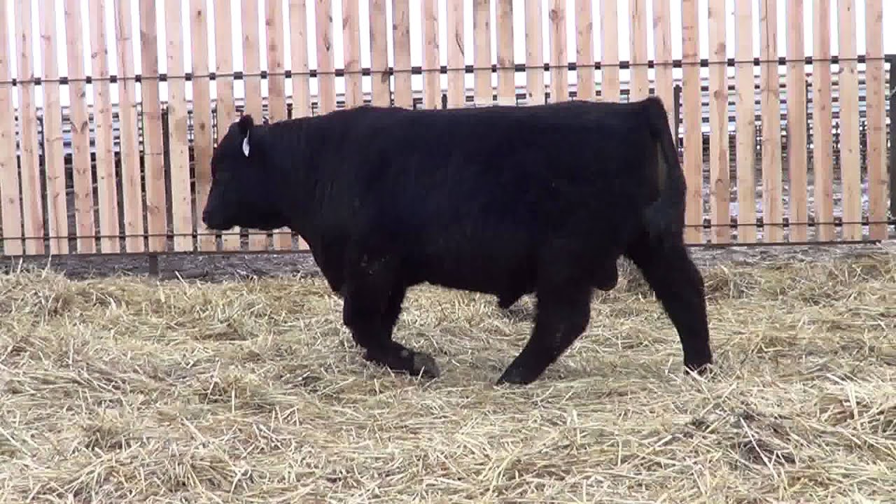 Lot 2-Brown's Angus Ranch 2013 - YouTube