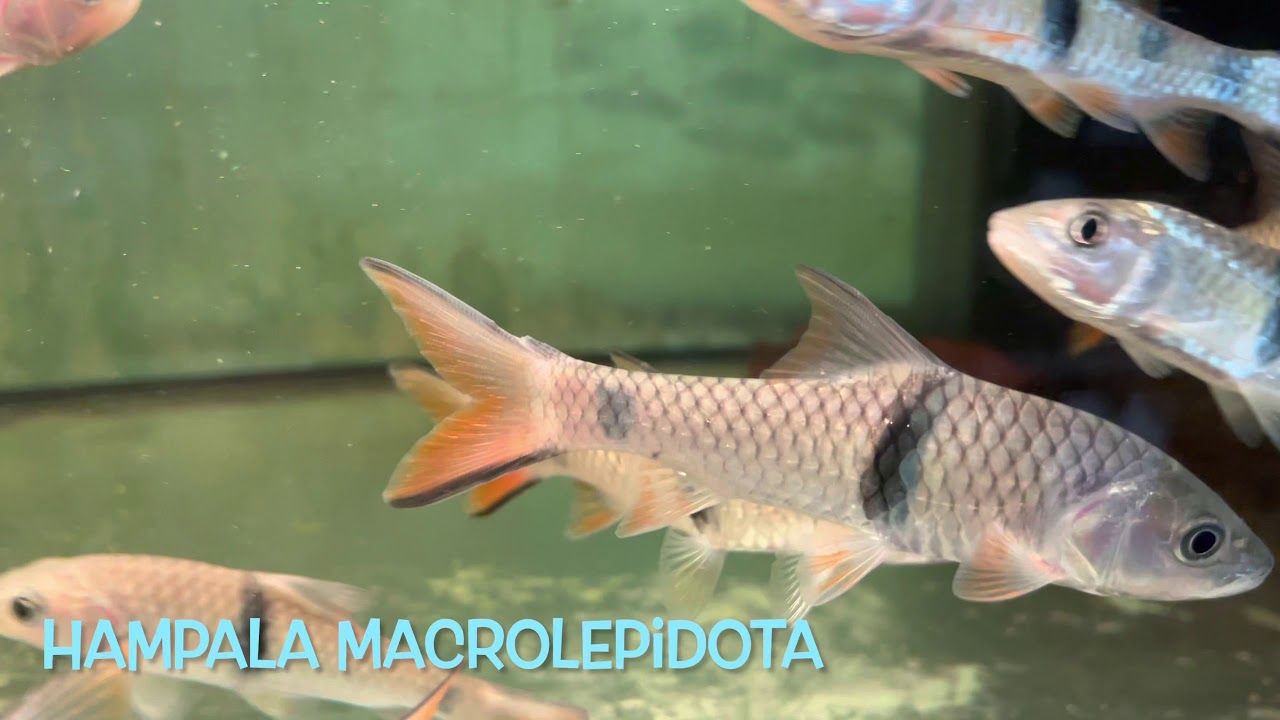 Hampala macrolepidota - YouTube