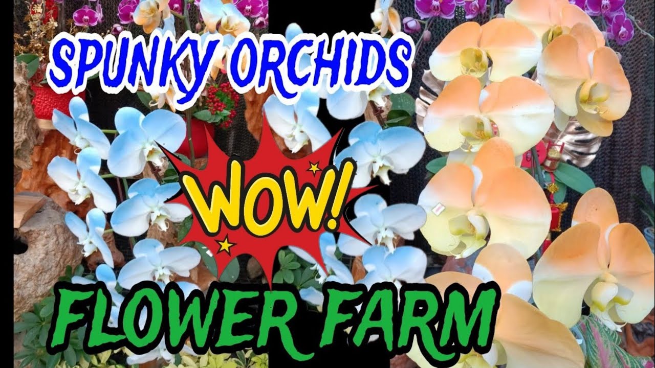 WALKING: FLOWER FARM AT TAICHUNG SPUNKY ORCHIDS |TAIWAN ADVENTURE - YouTube