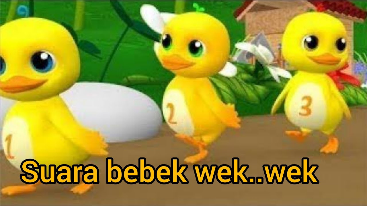 the sound of a duck wek...wek...wek || Suara bebek wek..wek..wek @ALFAR ...
