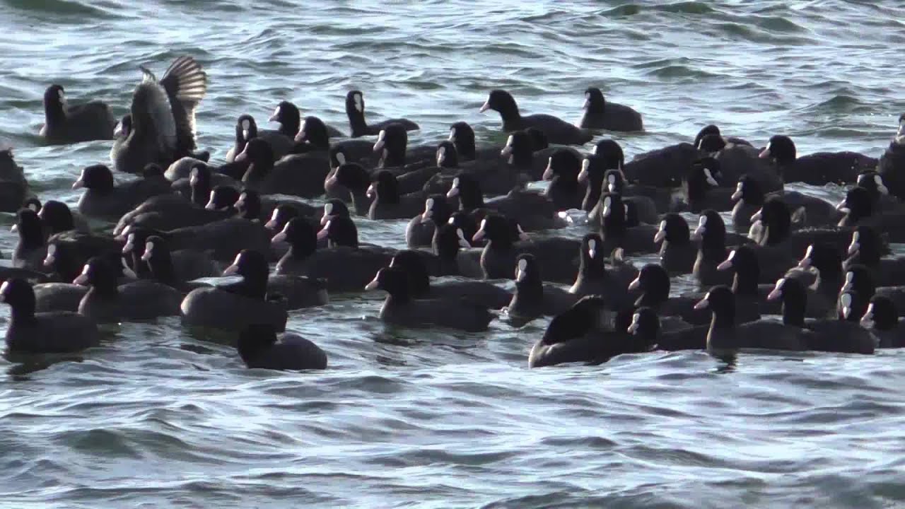 Meerkoeten op het Oostvoornse Meer - YouTube