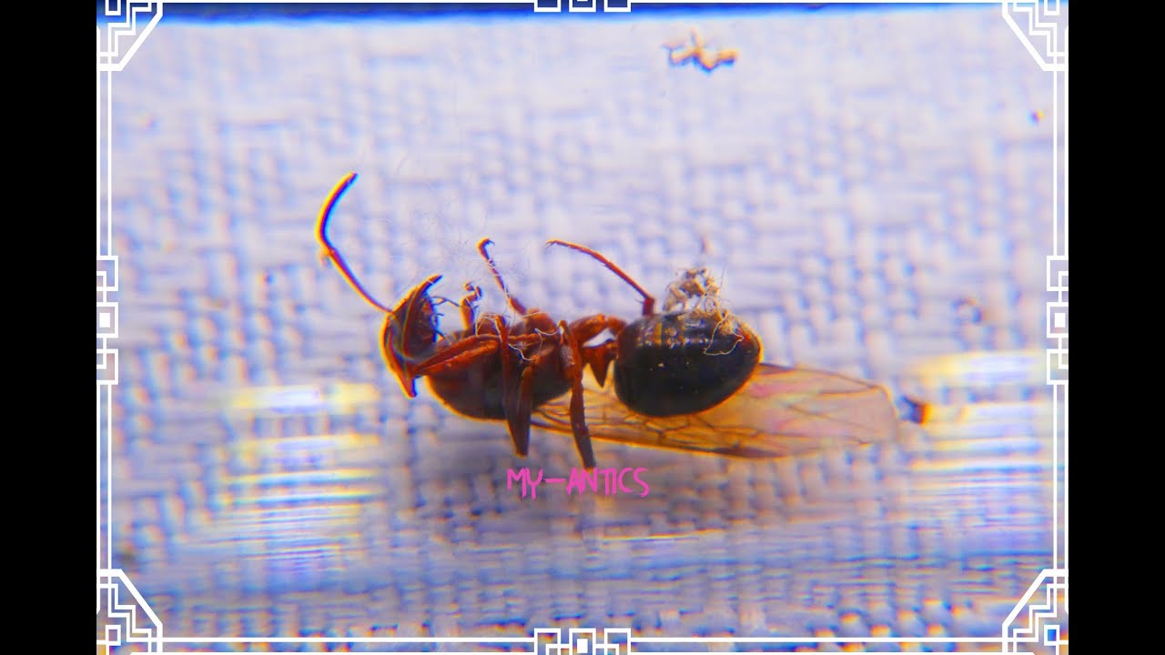 WHY IS MY ANT COLONY DIEING - YouTube