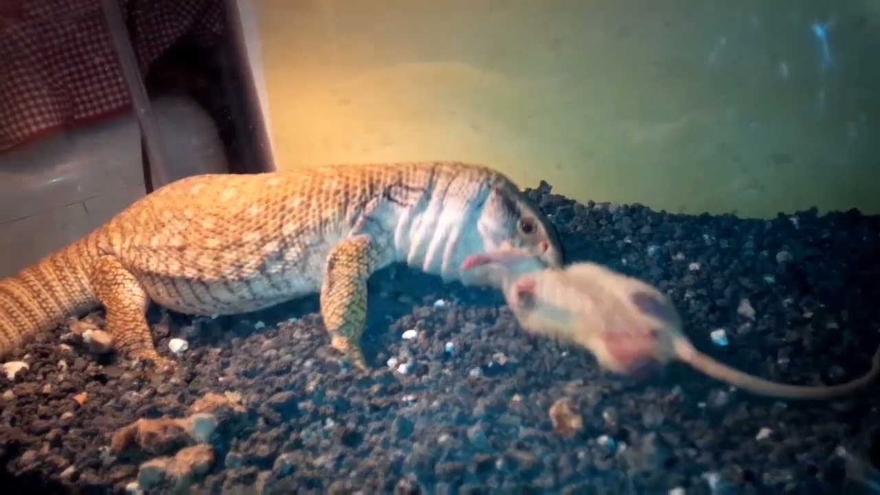 Sadis savannah monitor makan rat ;/savannah monitor eating rat - YouTube